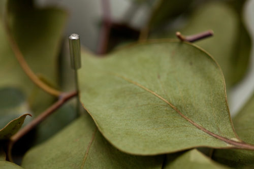 Lamb, Akudjura, Olive, Eucalyptus Veil – The Alinea Project