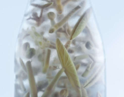 Junsai, Bonito, Soy, Mirin – The Alinea Project