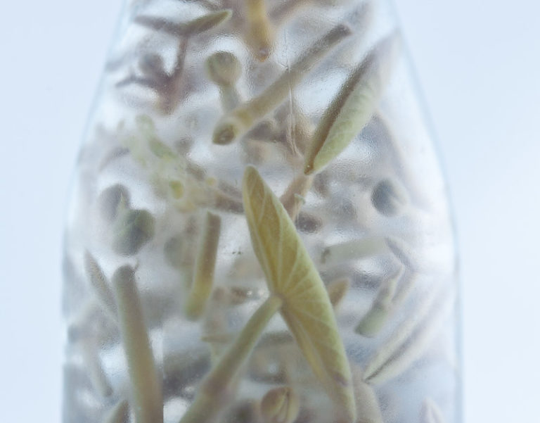 Junsai, Bonito, Soy, Mirin – The Alinea Project